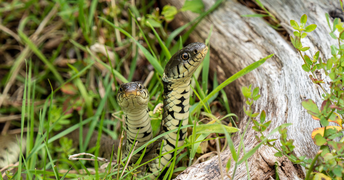 Afsluiting gedeelte Kazernepad voor aanleg broeihopen ringslangen ...