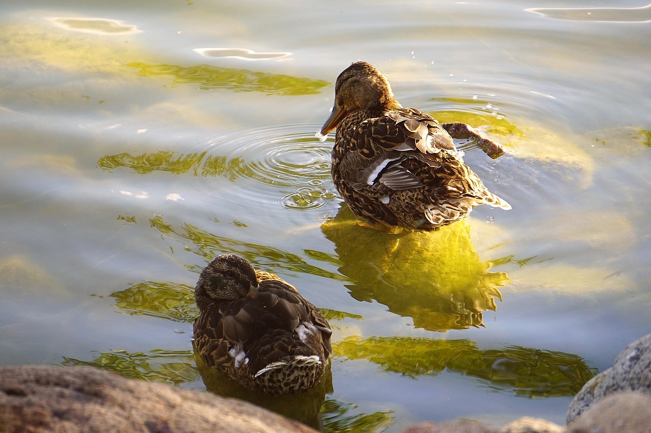 Botulisme in water Bertha van Suttnerlaan in Westwijk - mijn Amstelveen